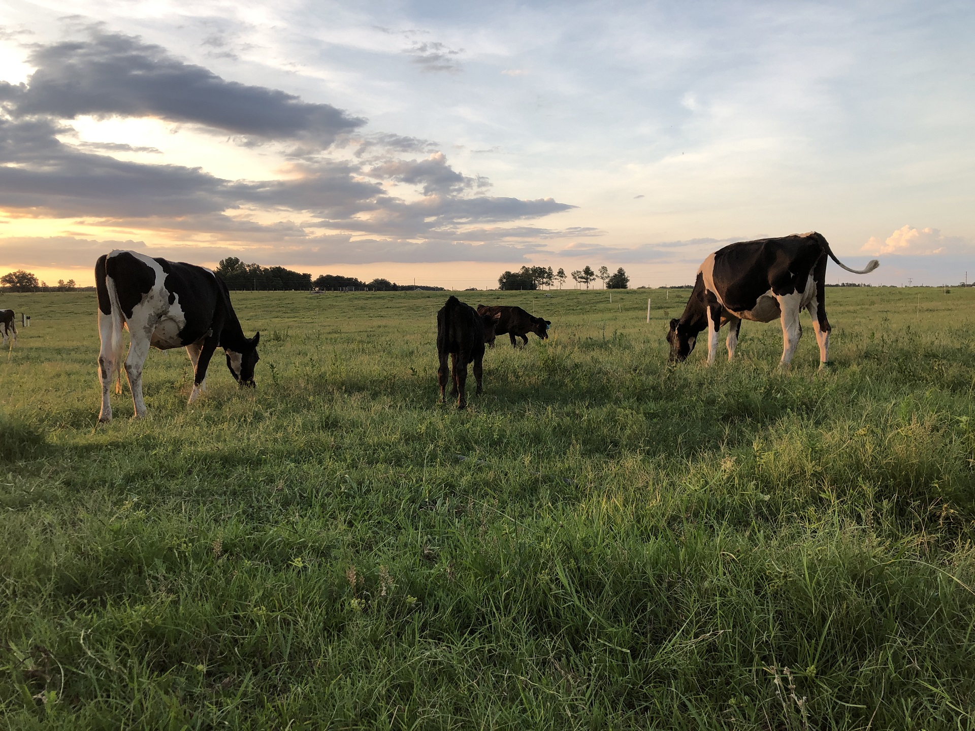 Our Story – Cows And Crosses