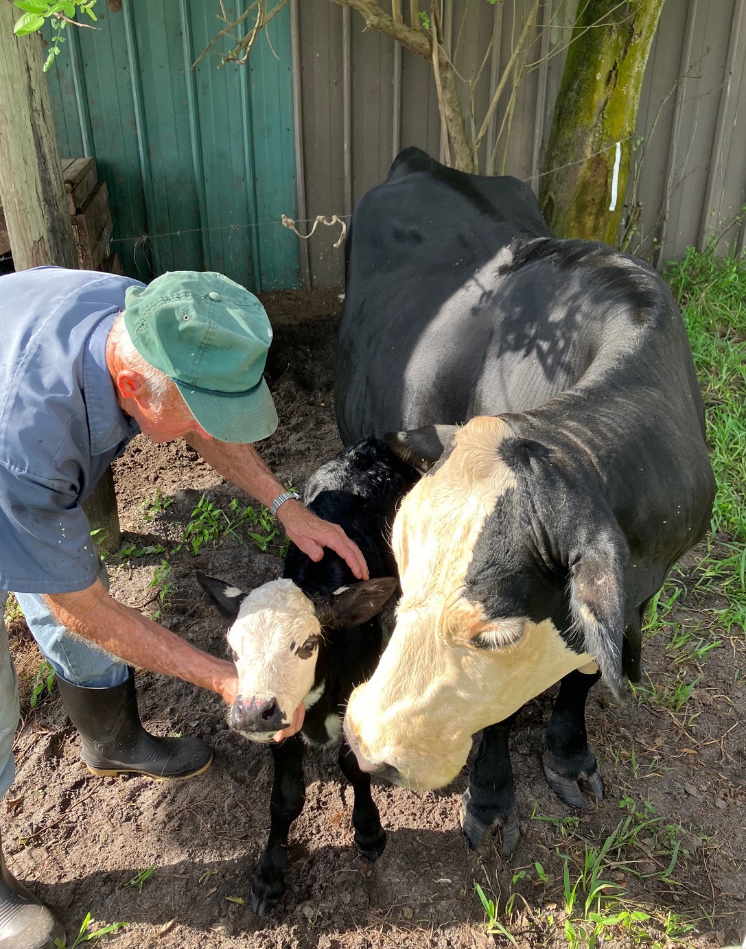 NEW BABY…SORT OF… – Cows And Crosses